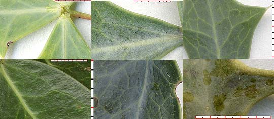 Leaf Surfaces