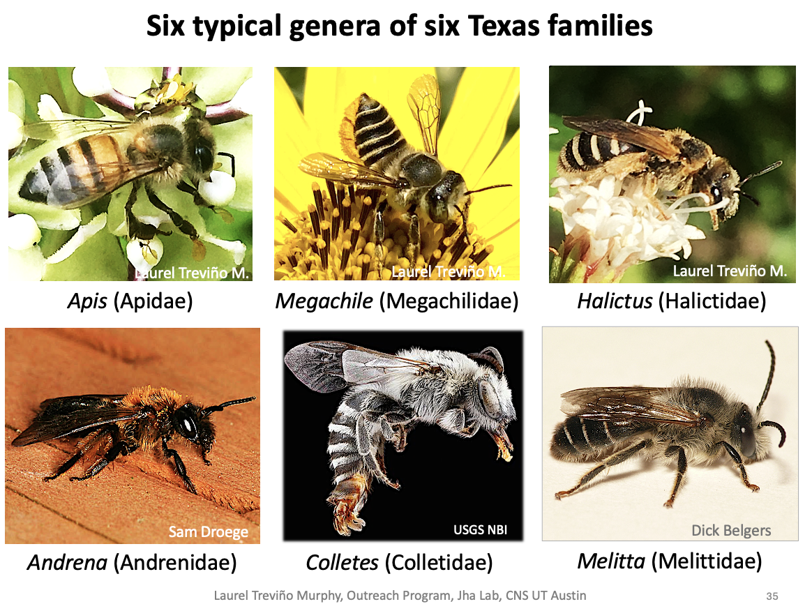 Native Bee Guides | The Jha Lab