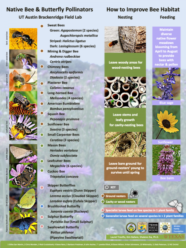 Bee ID Guides | The Jha Lab