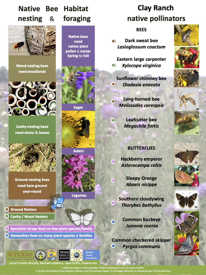 Bee ID Guides | The Jha Lab