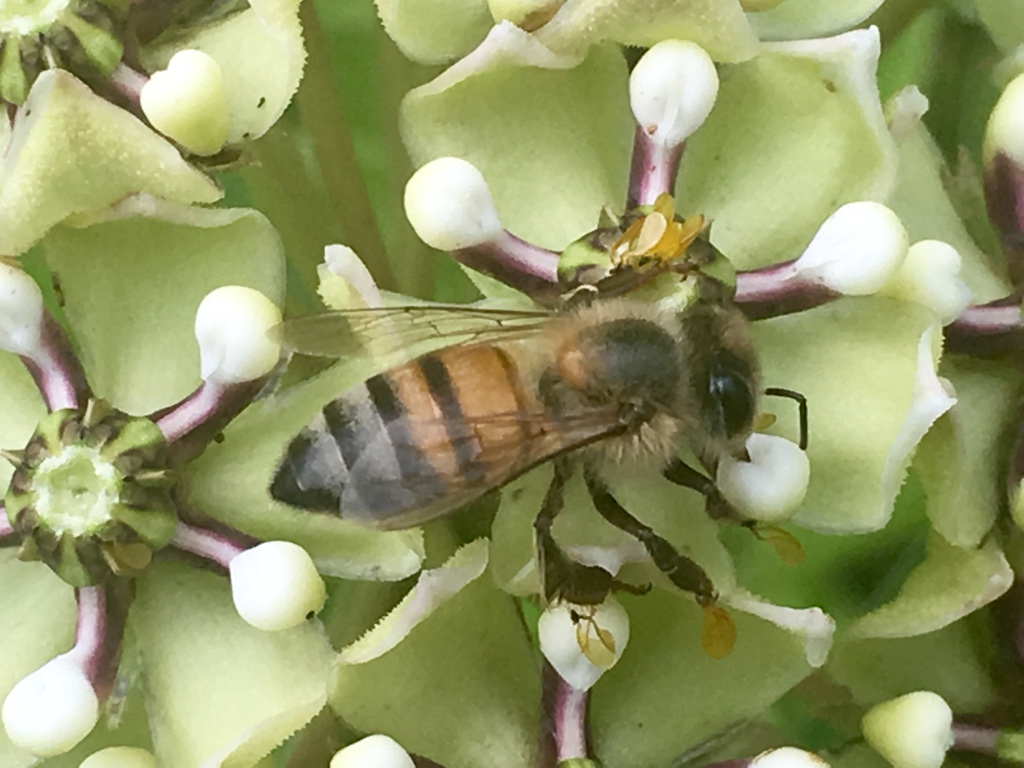 Native Bees | The Jha Lab