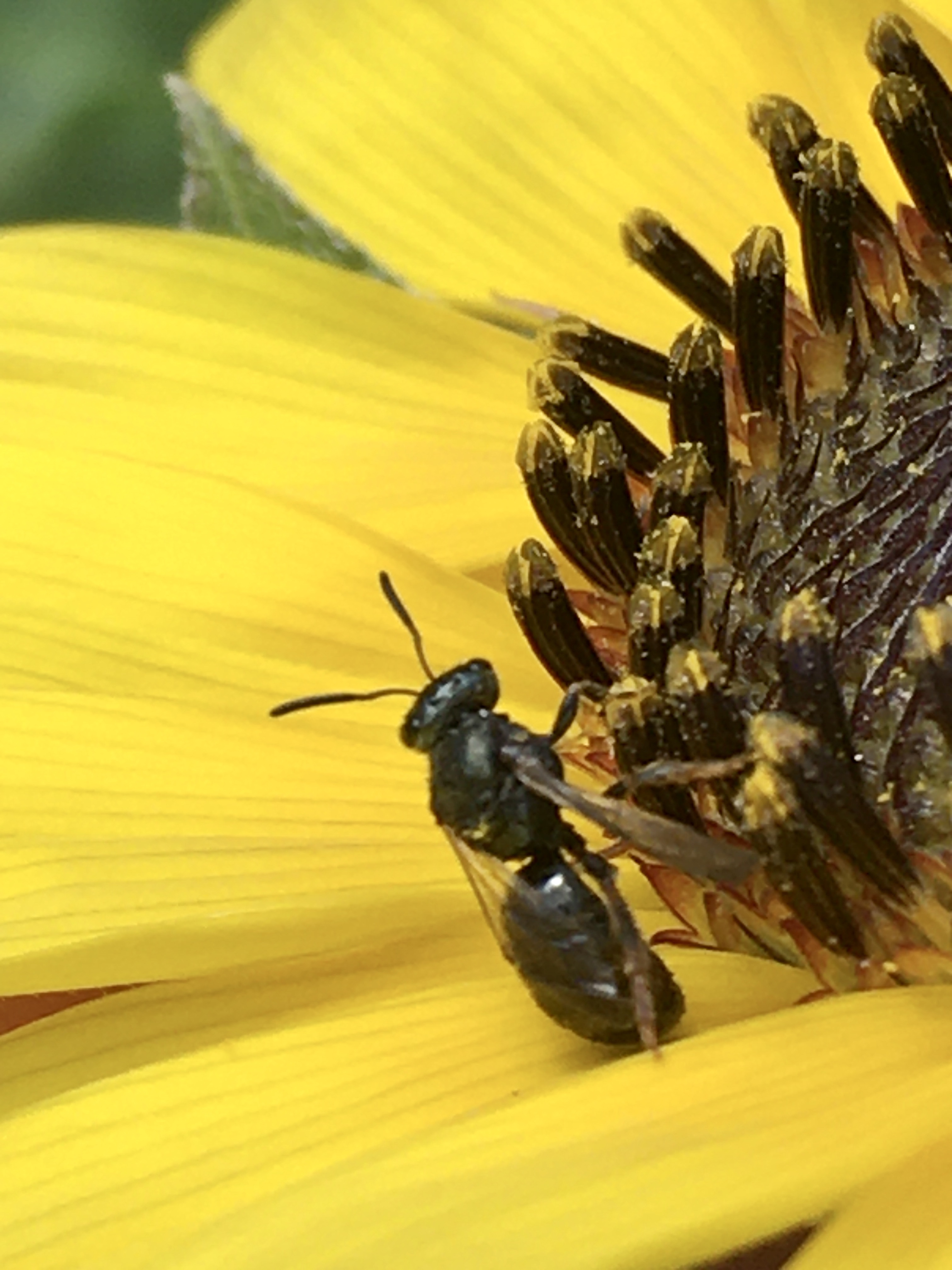 Native Bees | The Jha Lab