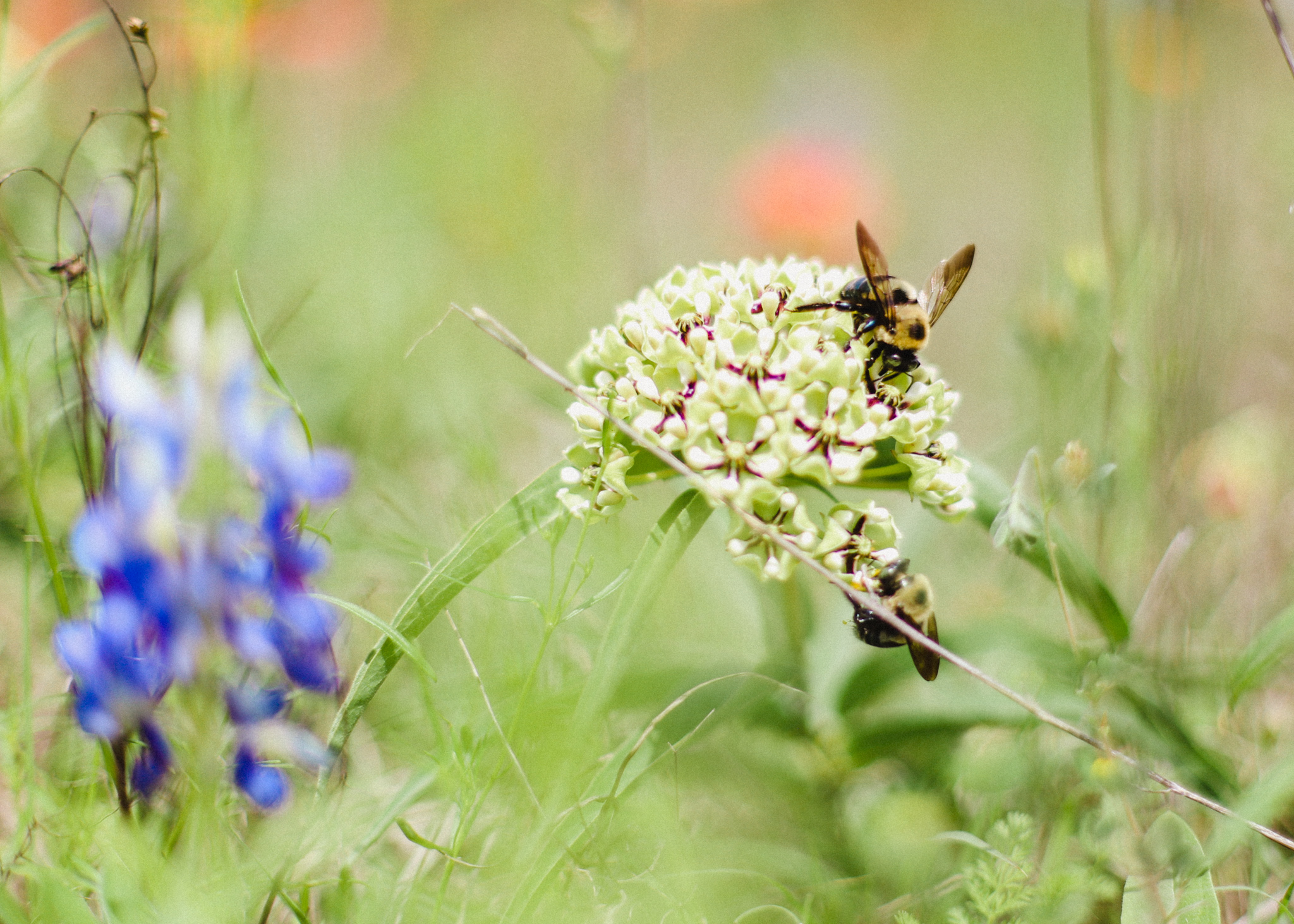 Texas Native Bee Research Coordination Network | The Jha Lab