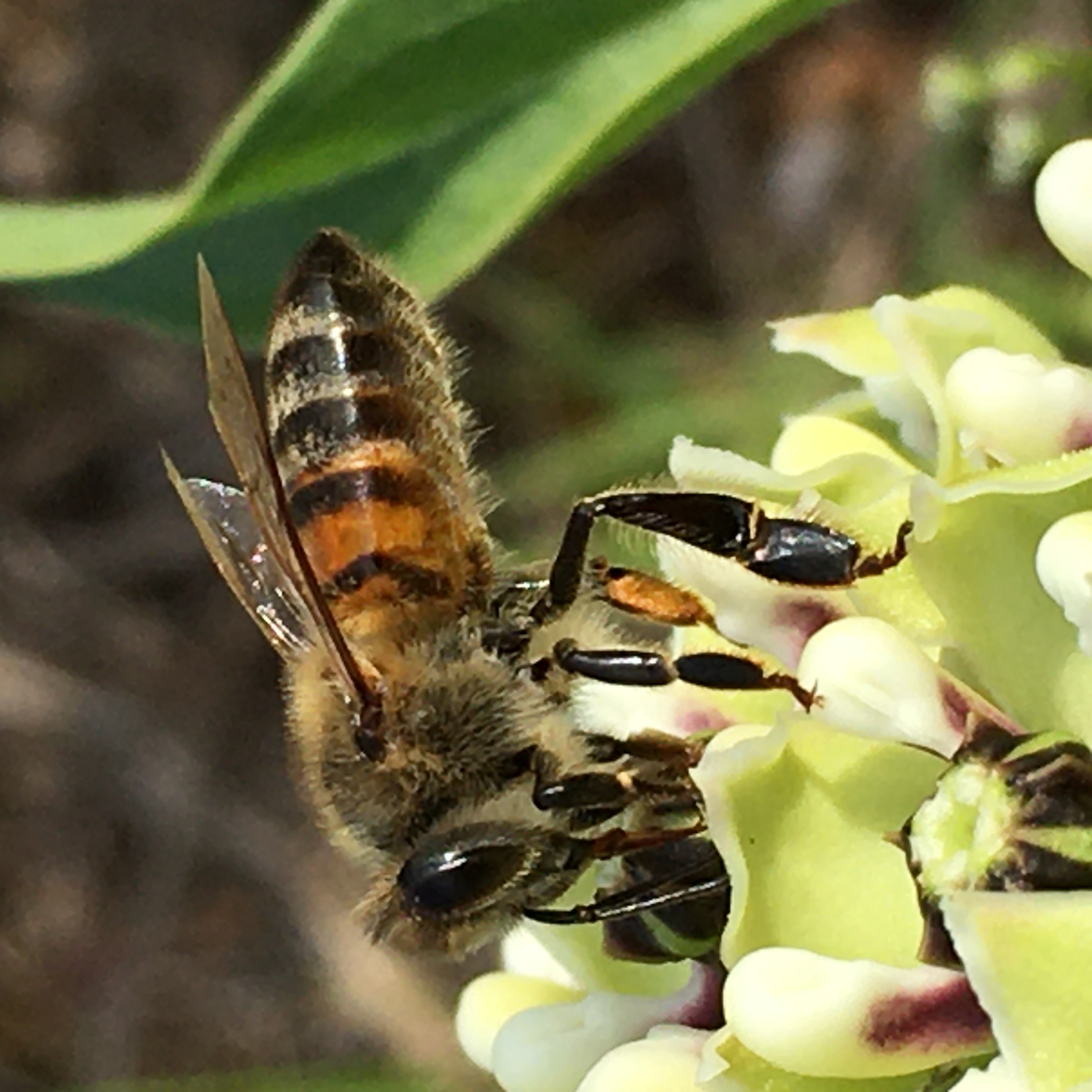 Native Bees | The Jha Lab