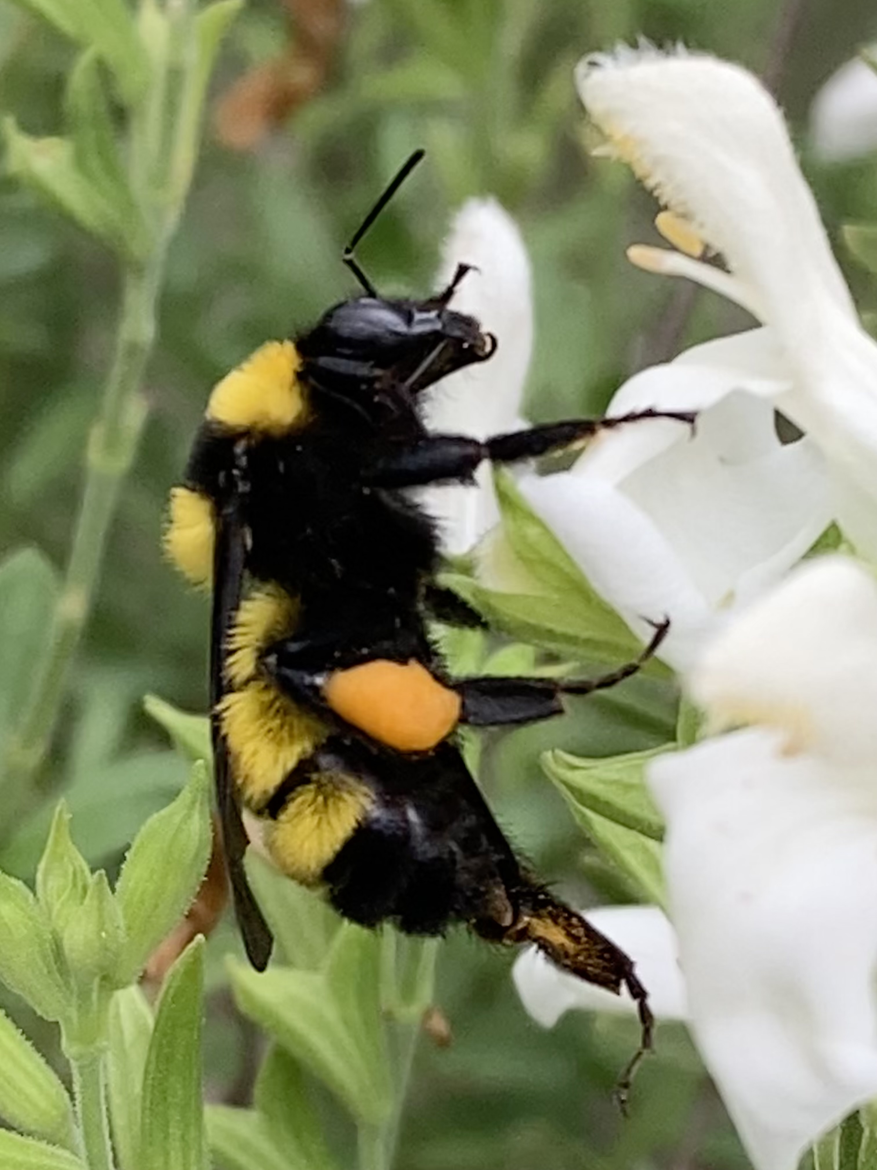 Native Bees | The Jha Lab