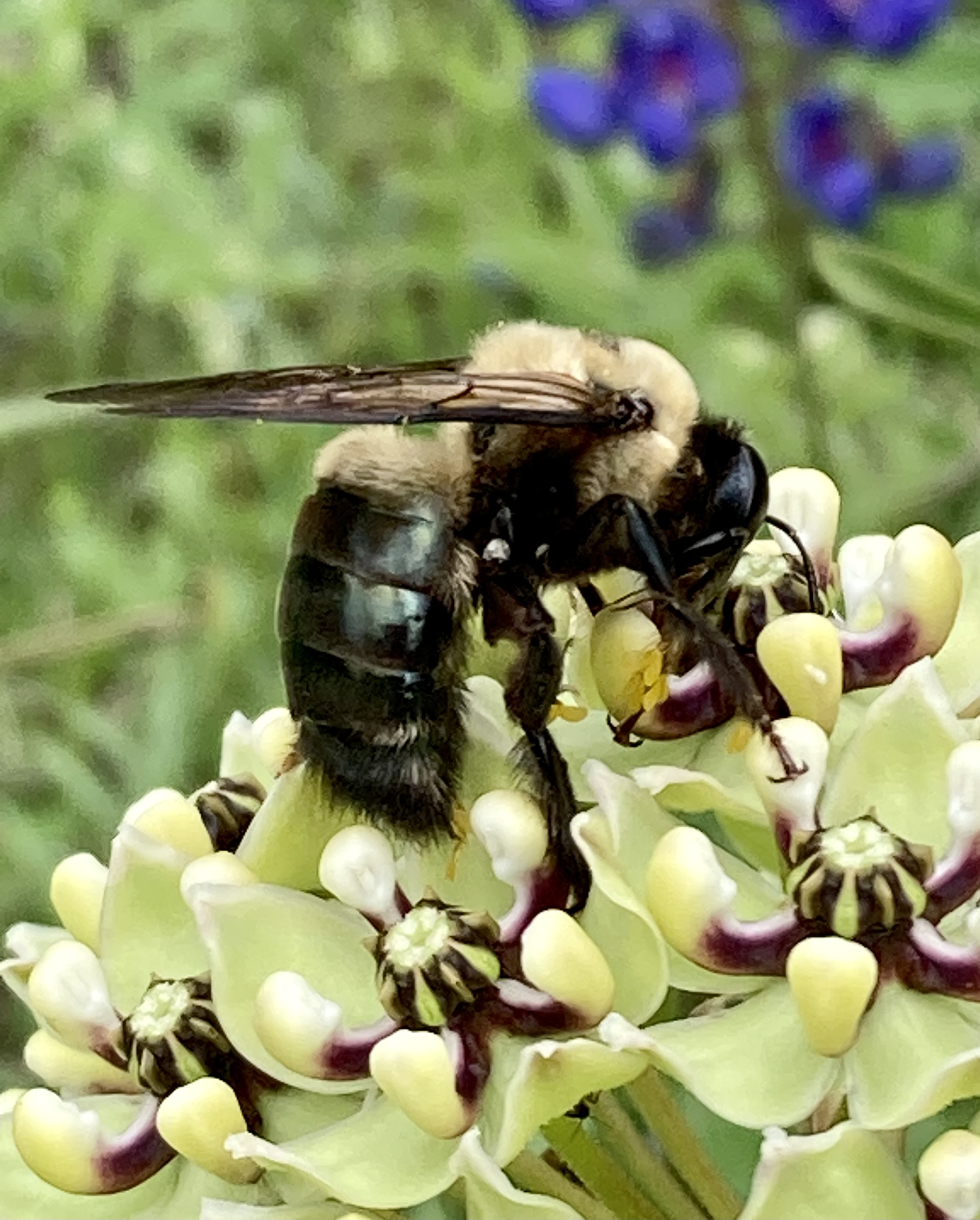 Native Bees | The Jha Lab
