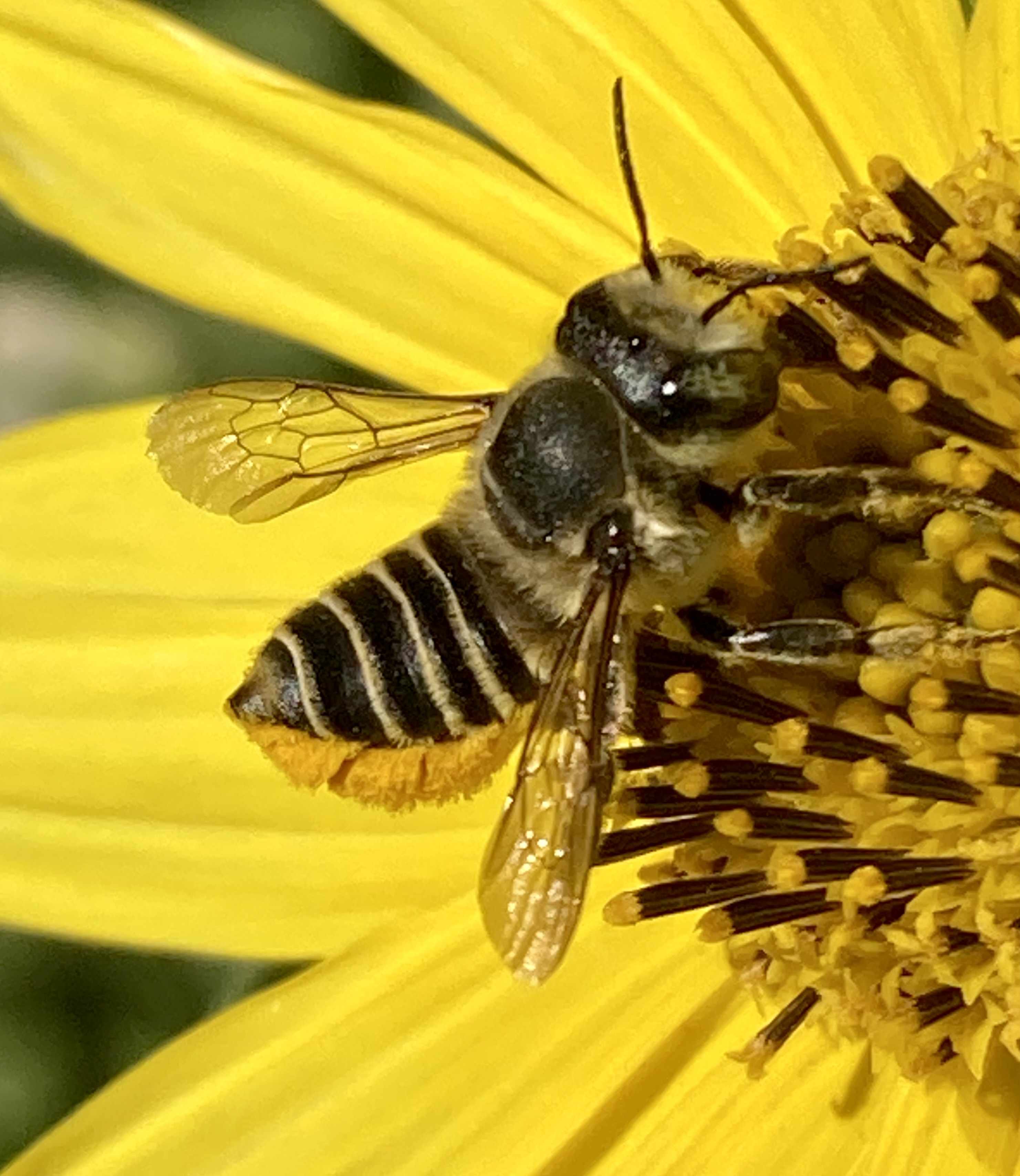 Native Bees | The Jha Lab