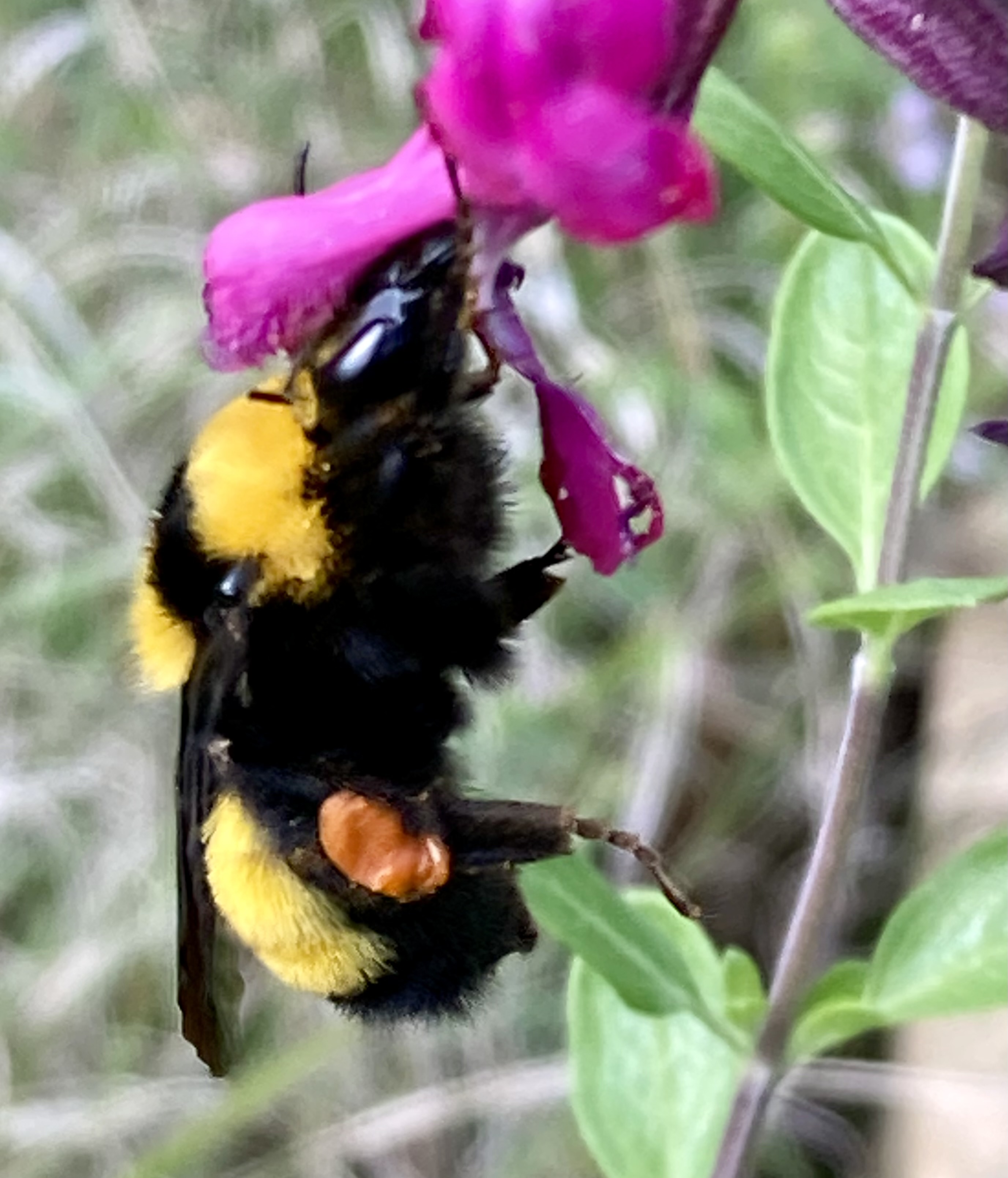 Resources for Landowners & Naturalists | The Jha Lab