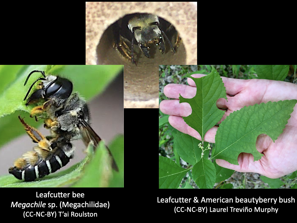 Native Bees | The Jha Lab