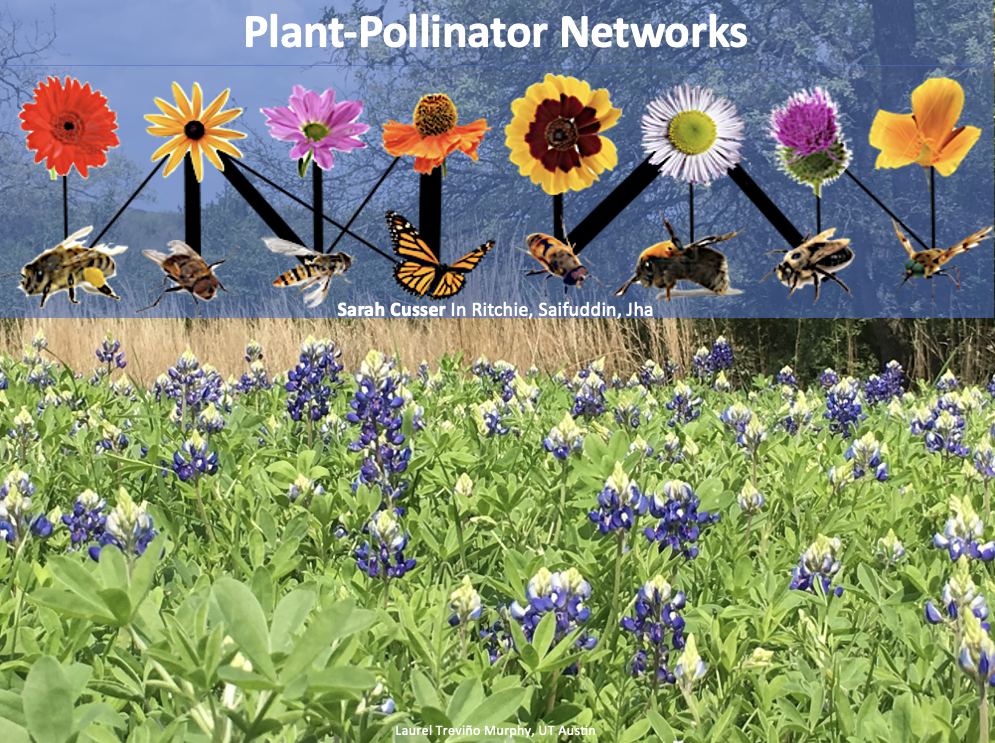 Native Bees | The Jha Lab