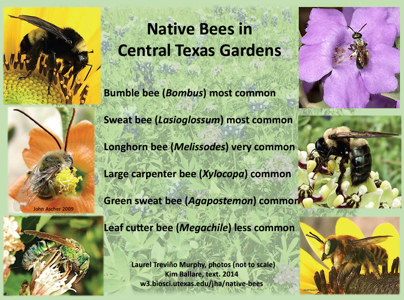 Native Bee Guides | The Jha Lab