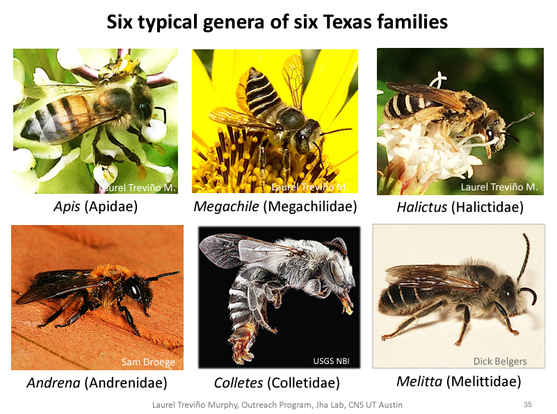 Native Bee Guides | The Jha Lab
