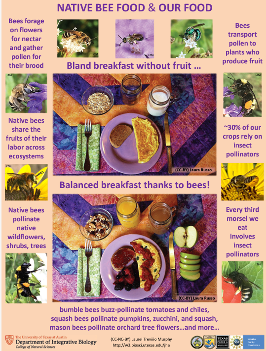 Native Bees | The Jha Lab