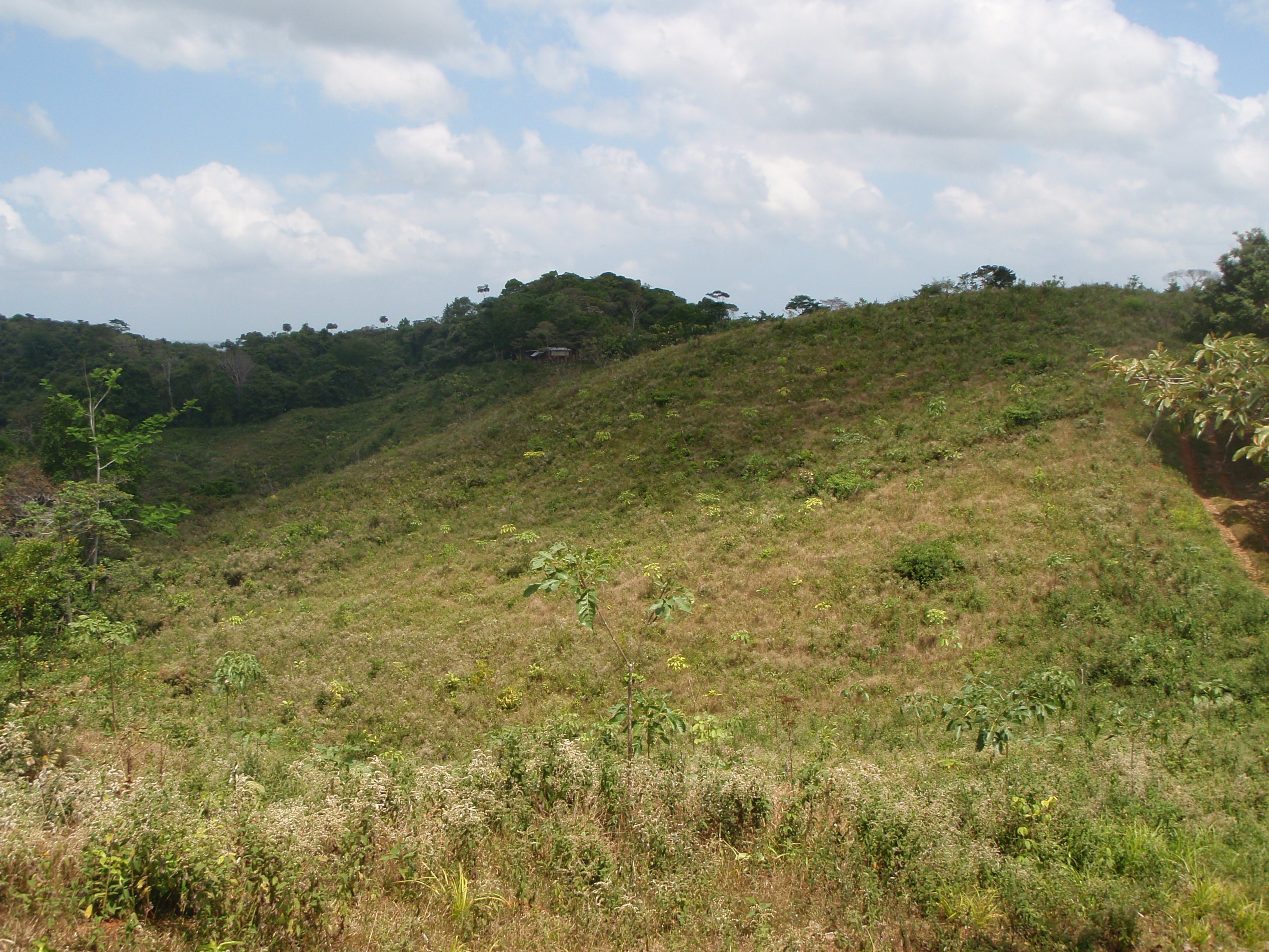 Native Bee Communities | The Jha Lab