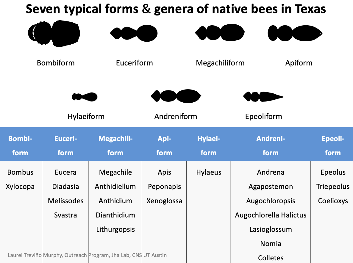 Native Bee Guides | The Jha Lab