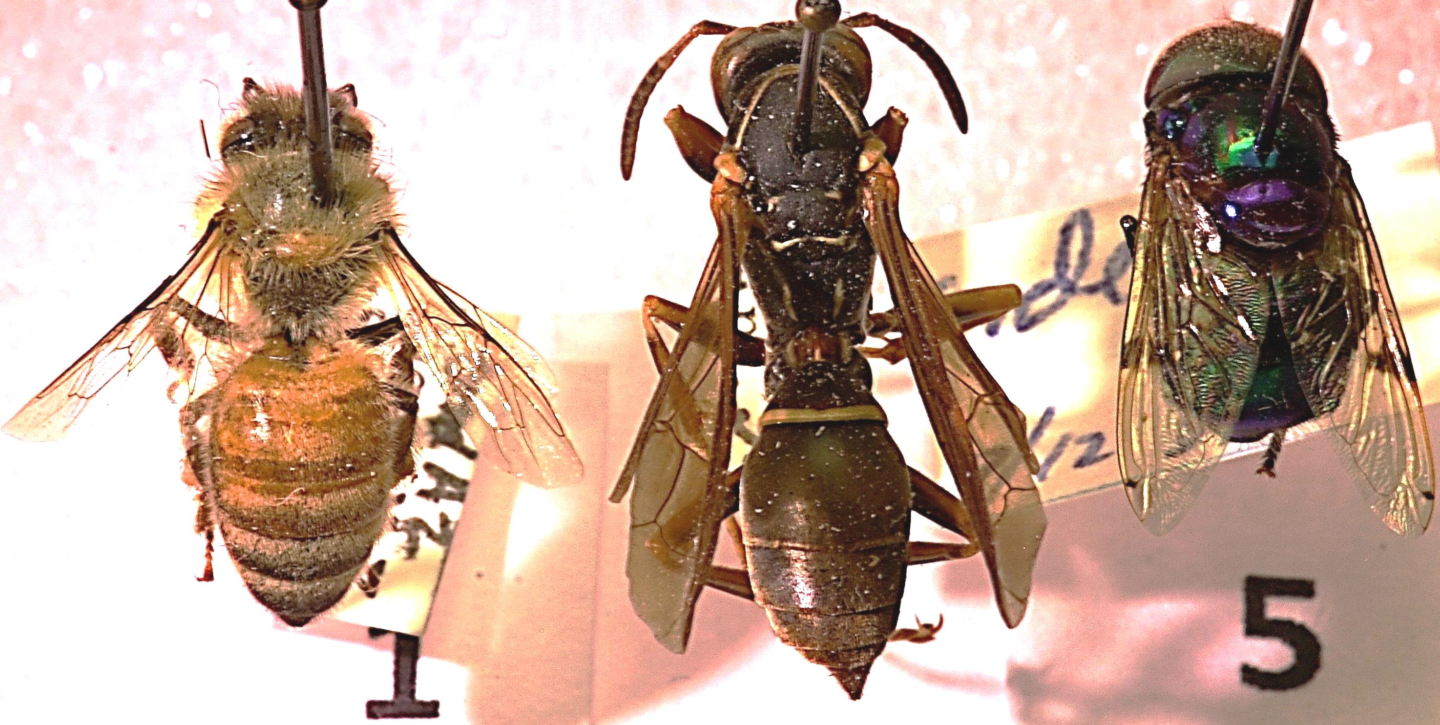 Native Bees | The Jha Lab