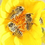 Native Bees | The Jha Lab