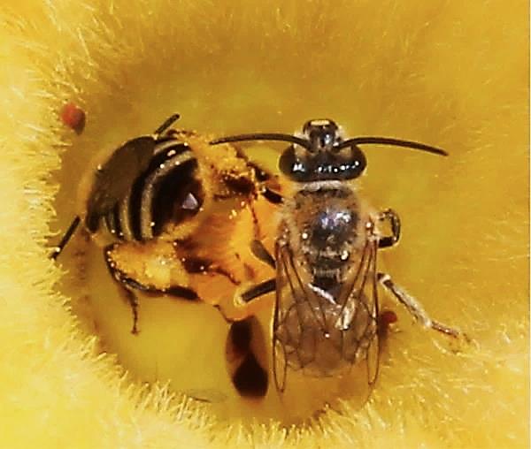 Native Bees | The Jha Lab