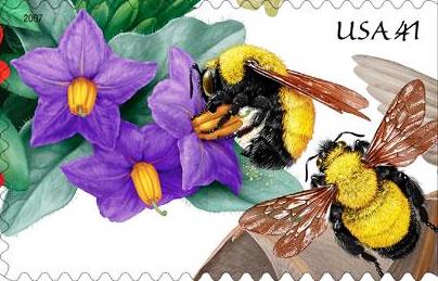Native Bees | The Jha Lab
