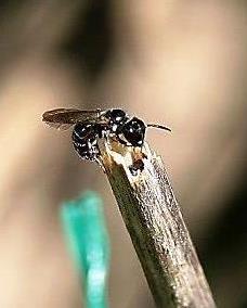 Native Bees | The Jha Lab