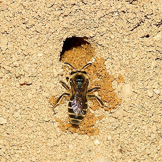 Native Bees | The Jha Lab
