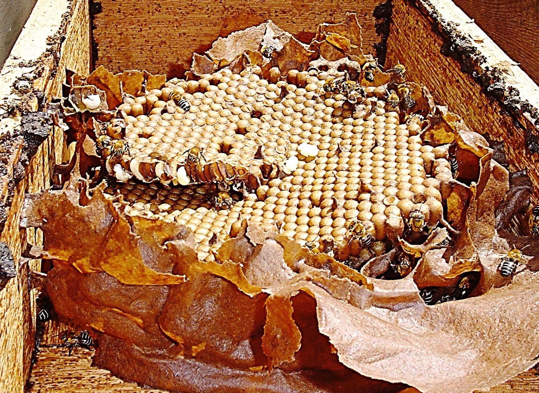 Native Bees | The Jha Lab