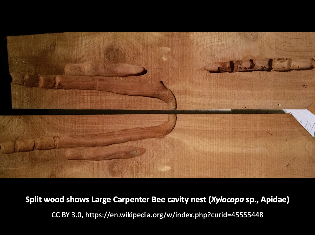 Native Bees | The Jha Lab