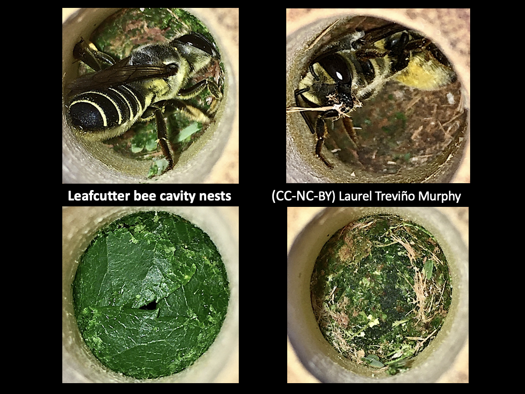 Native Bees | The Jha Lab