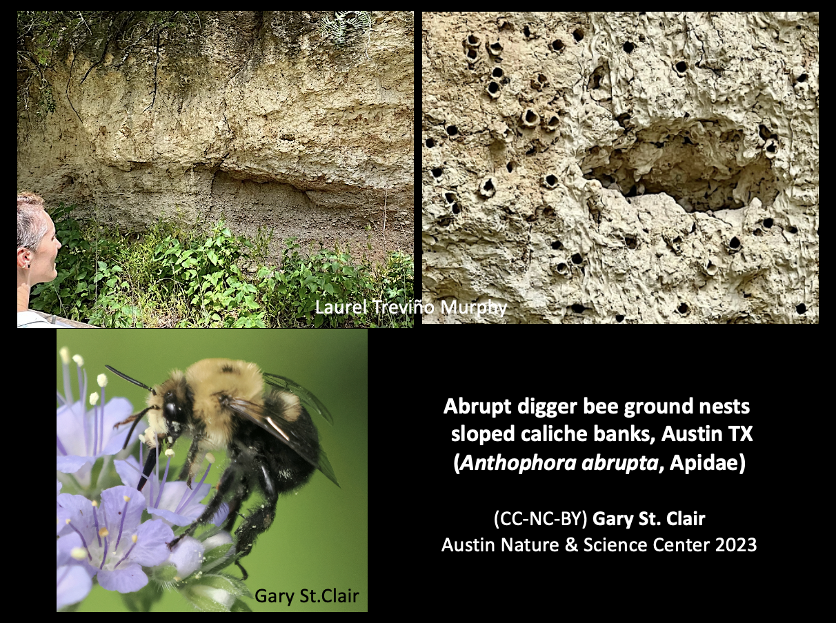 Native Bees | The Jha Lab