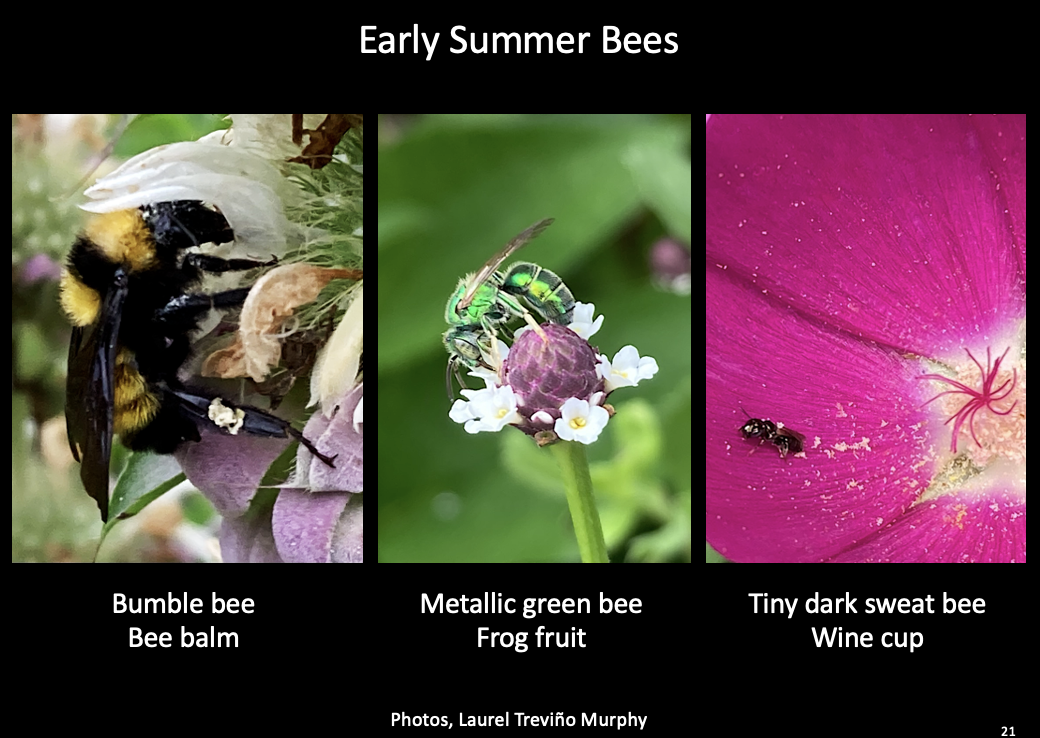 Native Bees | The Jha Lab