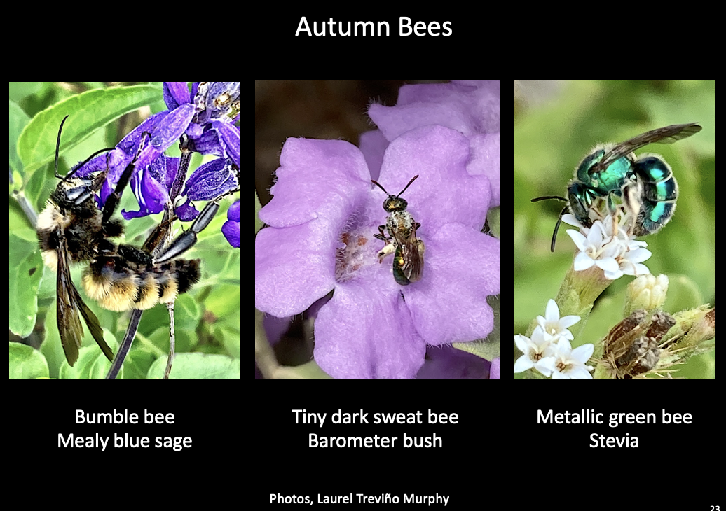 Native Bees | The Jha Lab