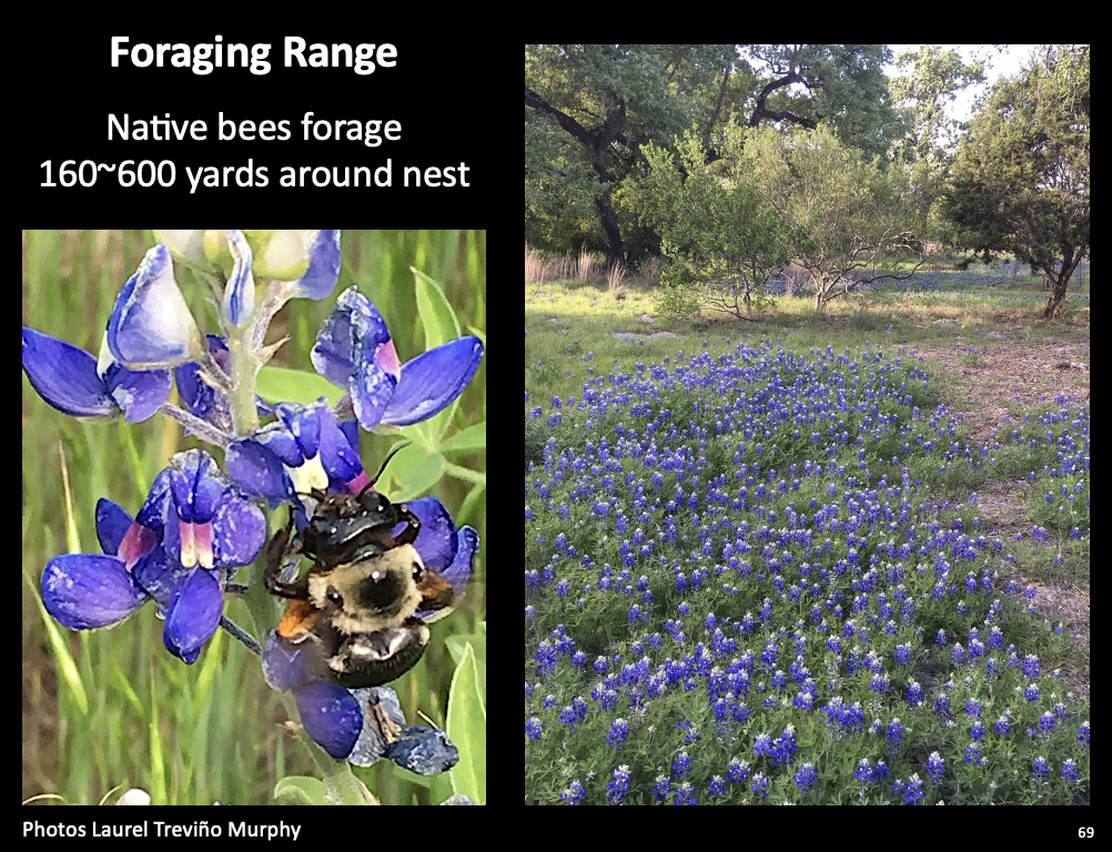 Native Bees | The Jha Lab