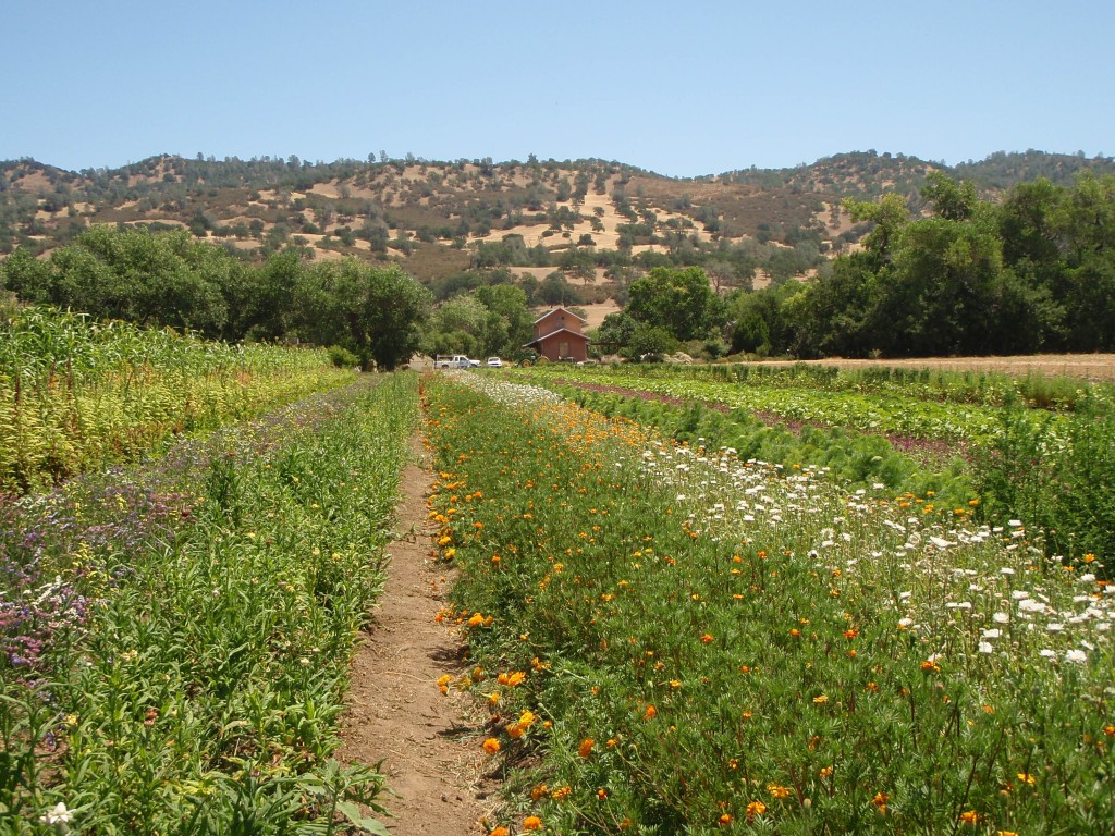 The Jha Lab | Conservation Biology – Landscape Genetics – Agroecology ...