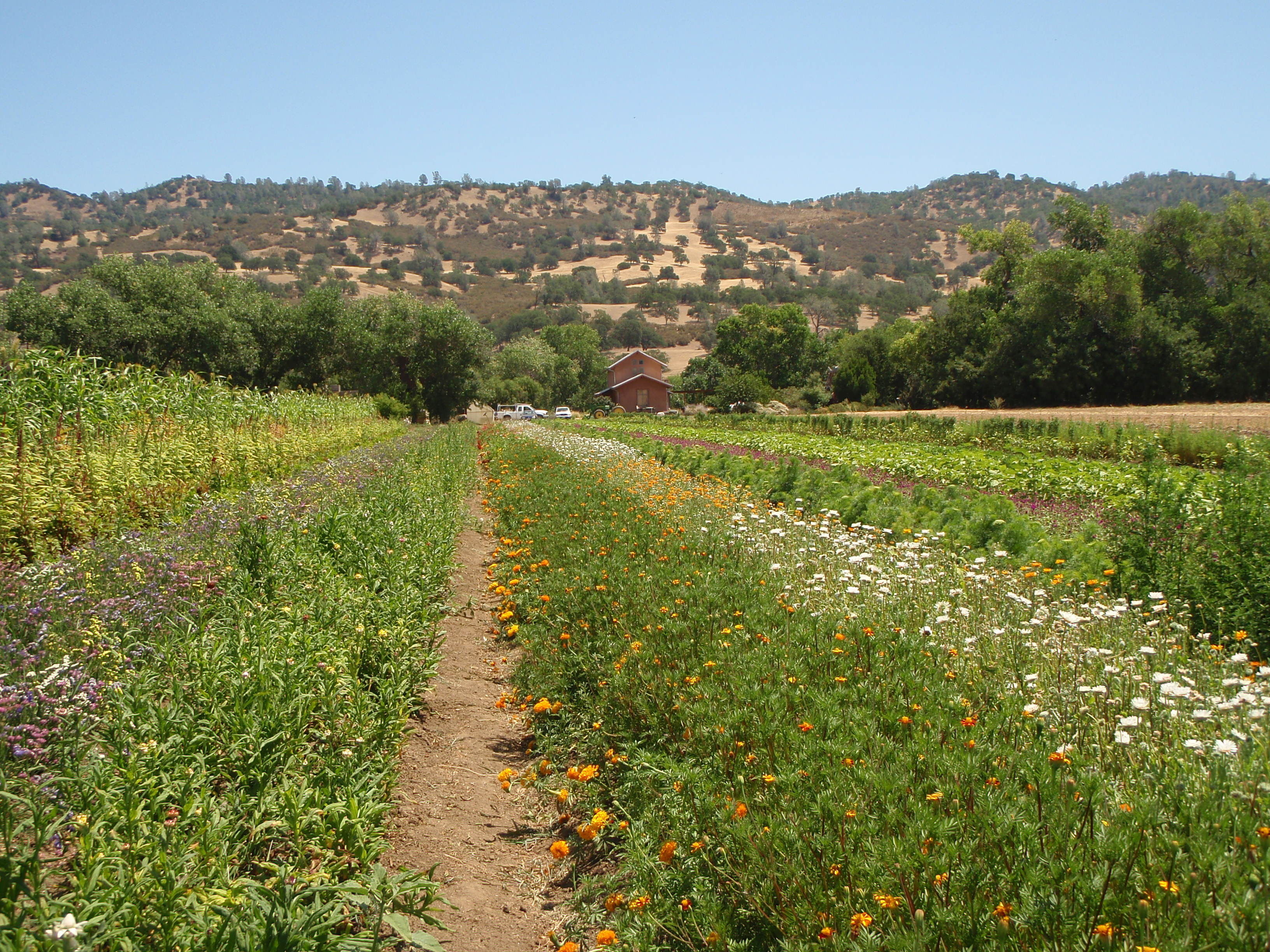 Native Bee Communities | The Jha Lab