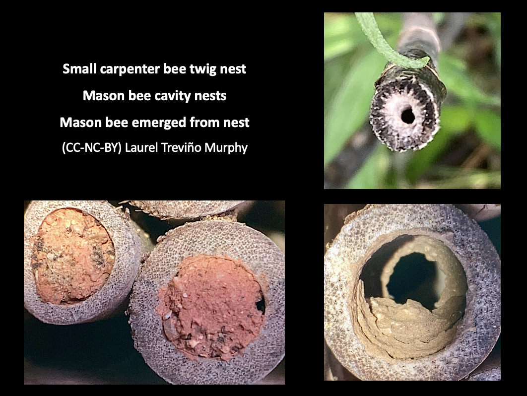 Native Bees | The Jha Lab