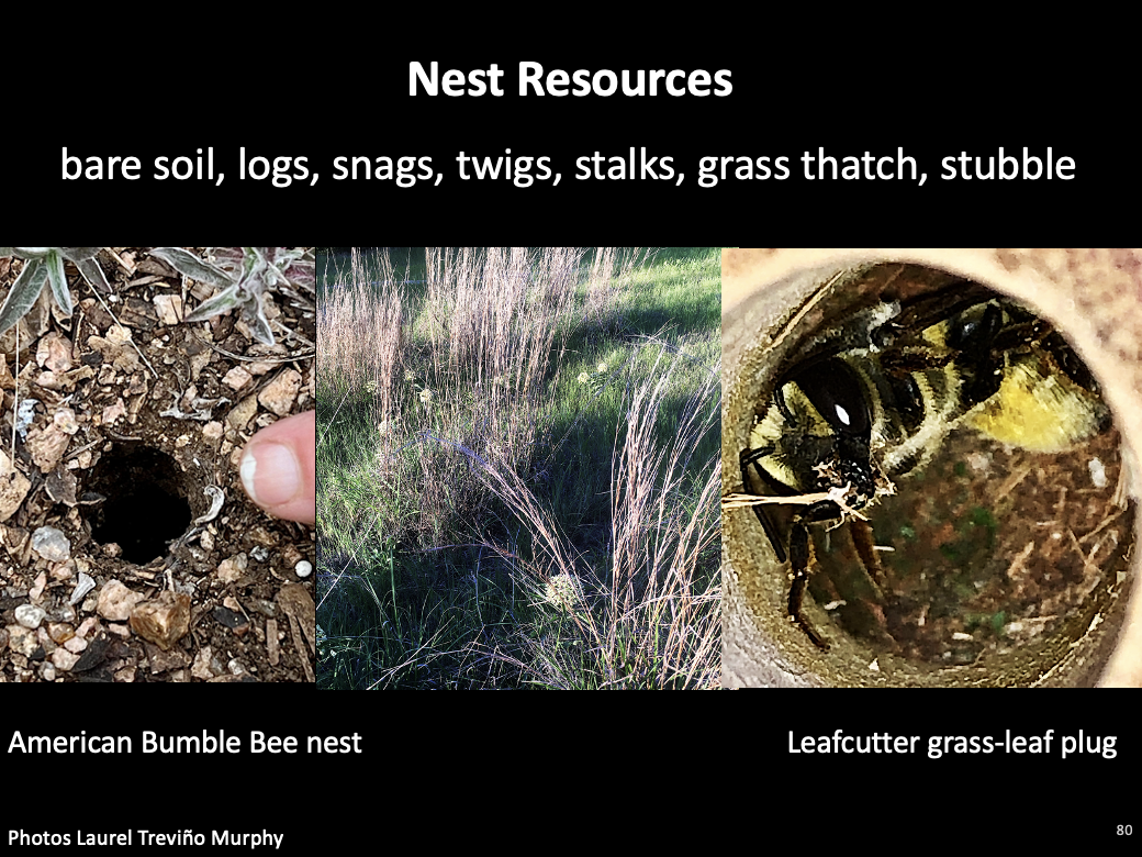 Native Bees | The Jha Lab