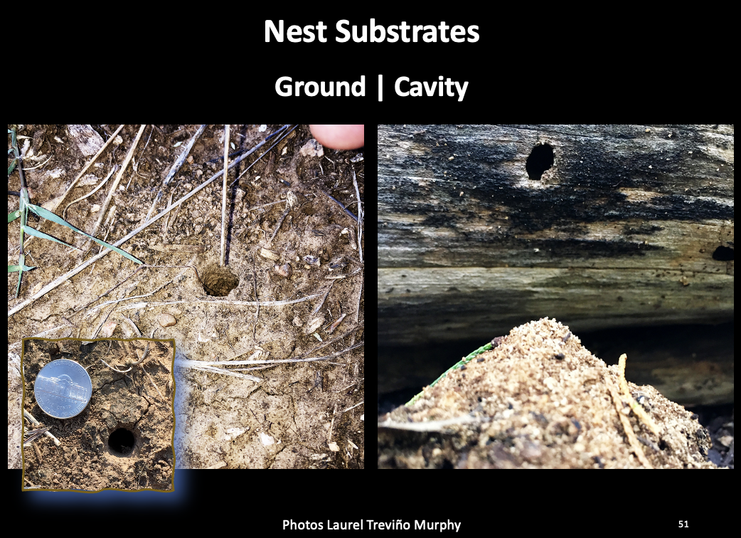 Native Bees | The Jha Lab
