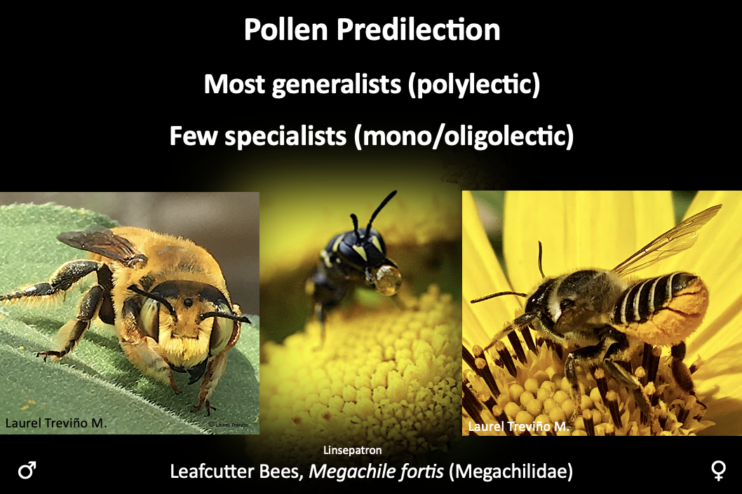 Native Bees | The Jha Lab