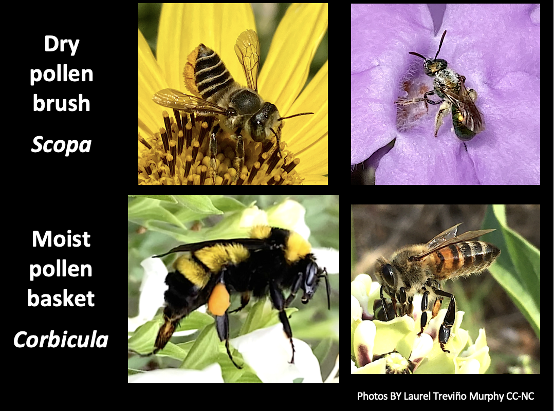 Native Bees | The Jha Lab