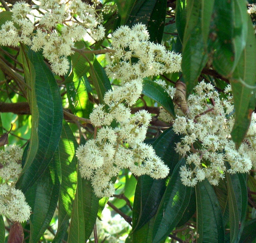 Pollination Ecology | The Jha Lab