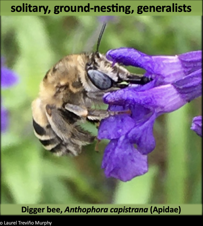 Native Bees | The Jha Lab
