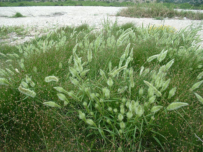 Polypogon monspeliensis