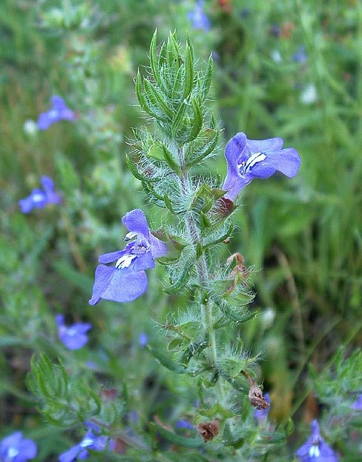 Salvia texana - Alchetron, The Free Social Encyclopedia