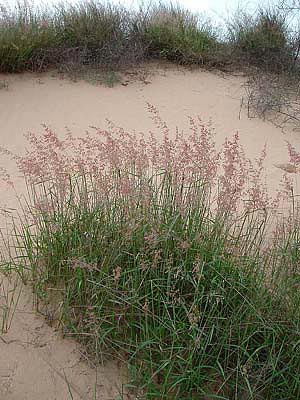 Rhynchelytrum repens