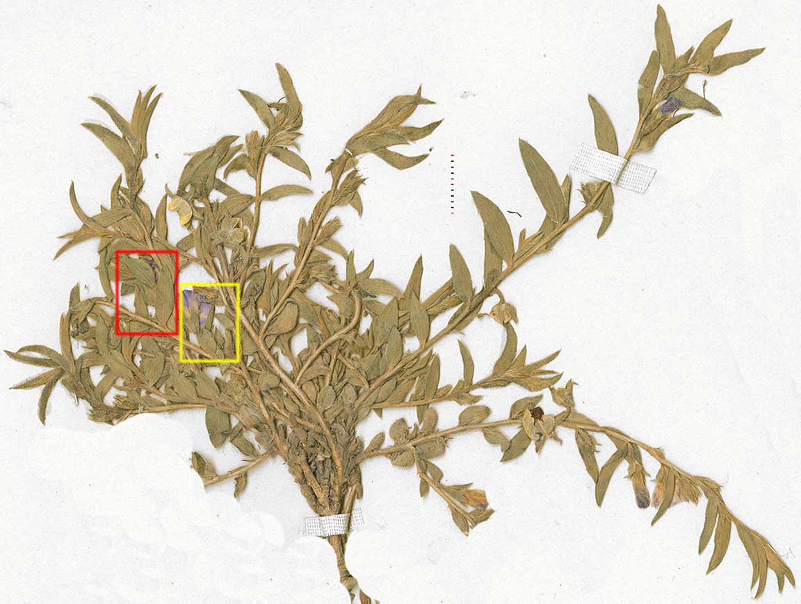 Bottom Left Specimen