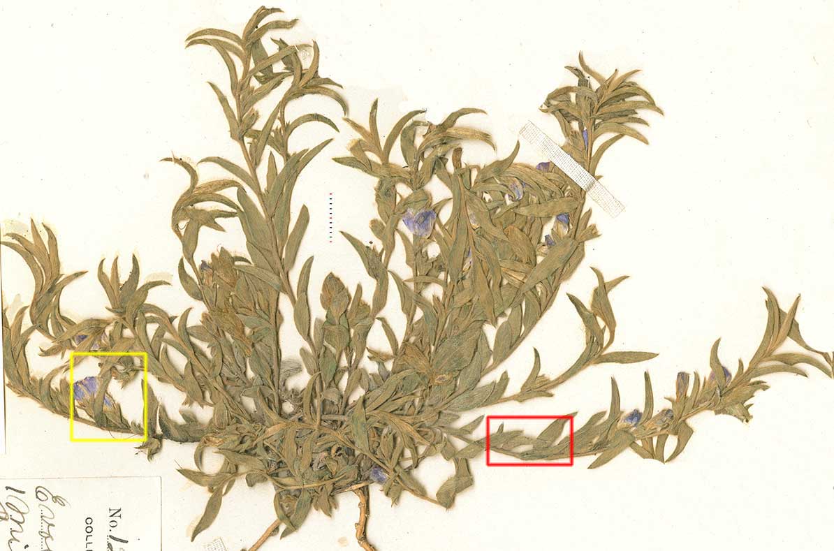 Bottom Right Specimen