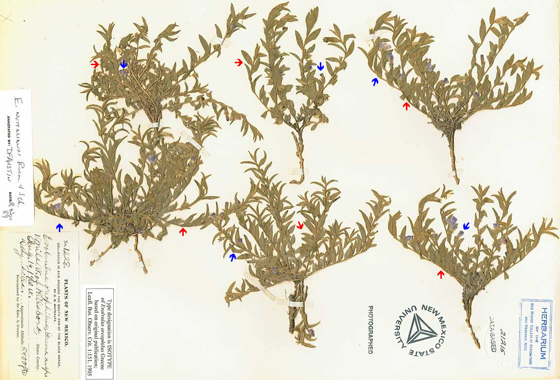 Evolvulus oreophilus NMC Isotype