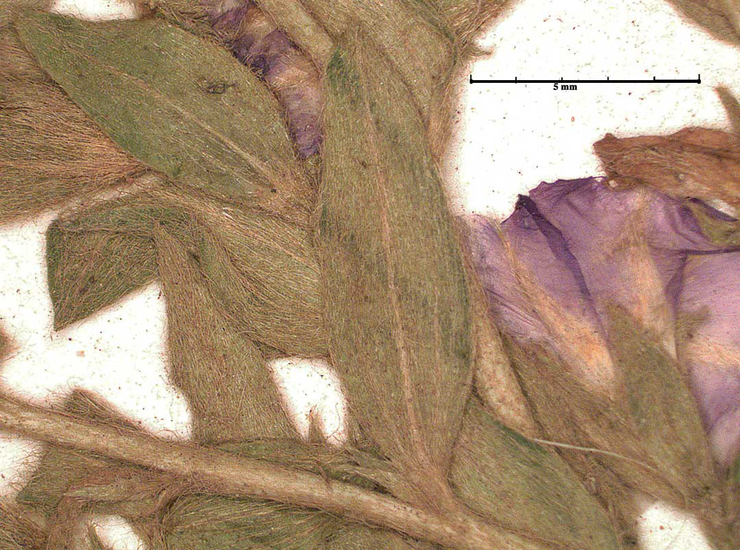 Bottom Left Specimen